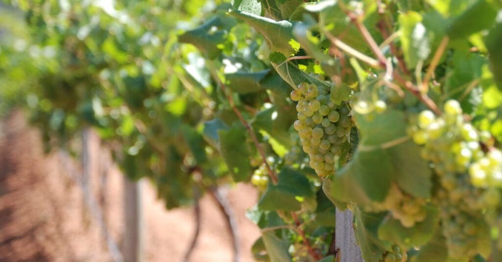 Sauvignon Blanc: An In-depth Look | D'Aria Winery